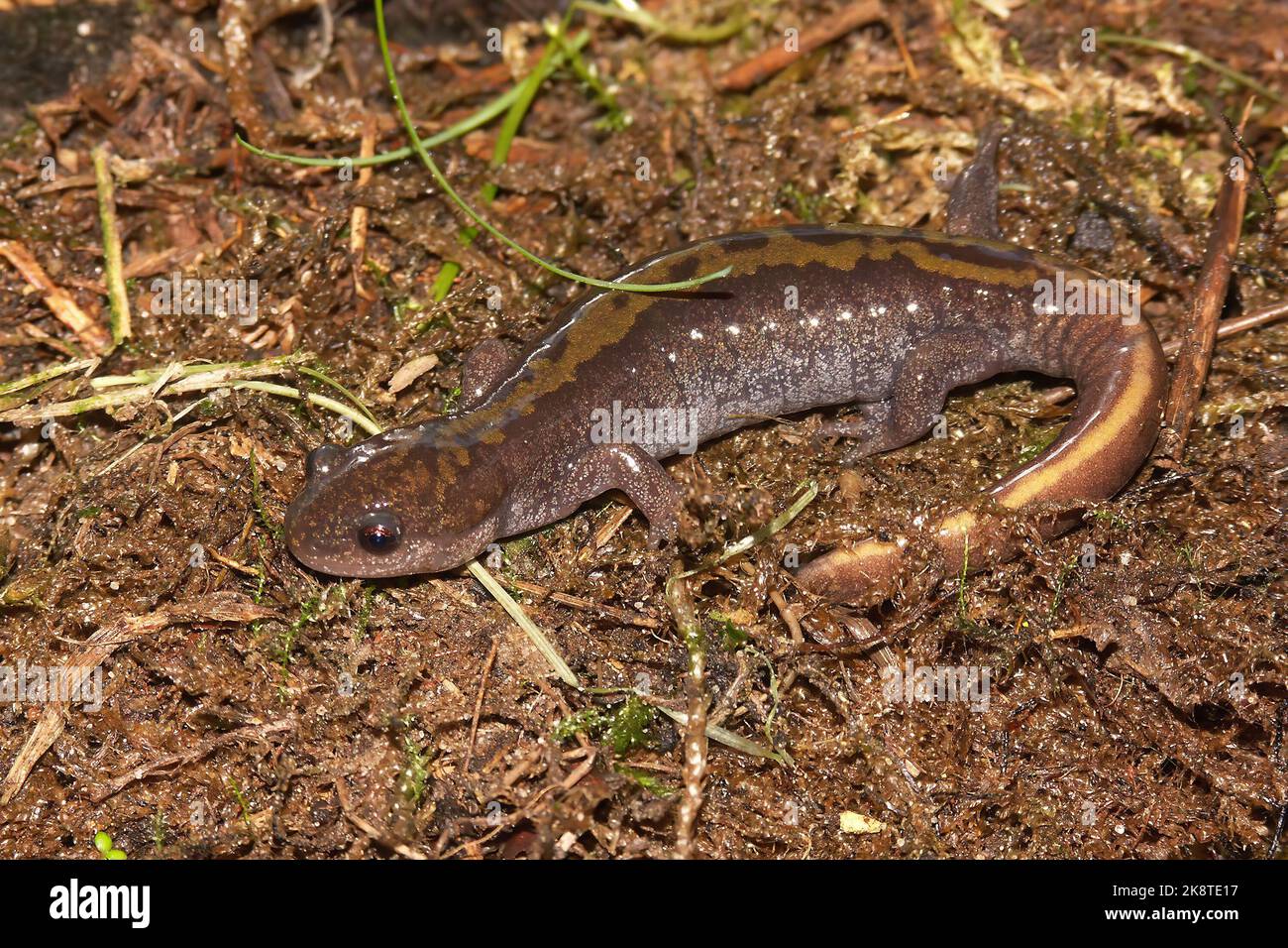 Full body closeup on a colorful Pacific Westcoast green longtoed ...