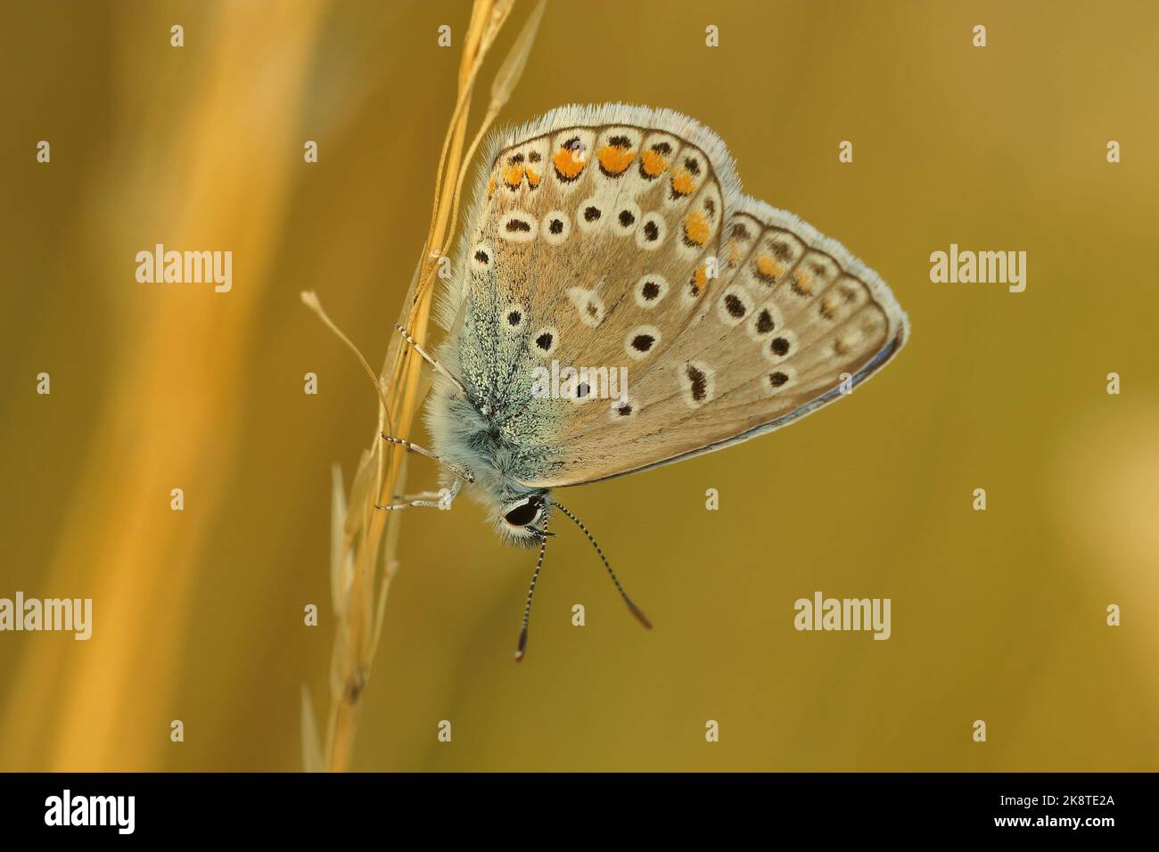 Closeup on a Common European Icarus blue butterfly, Polyommatus icarus ...