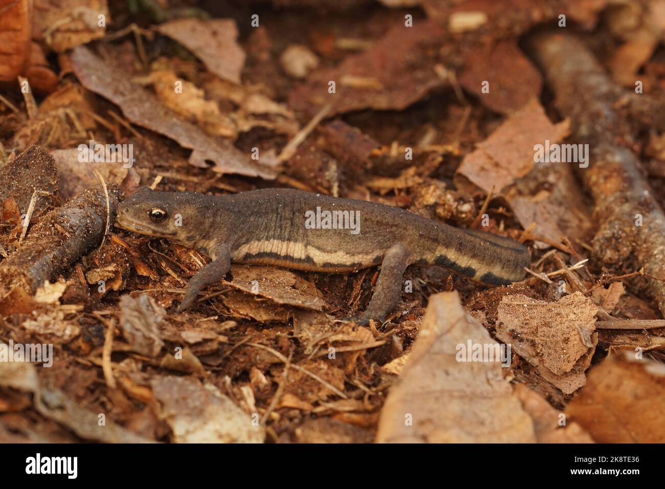 Closeup on a terrestrial juvenile female Northern banded newt ...