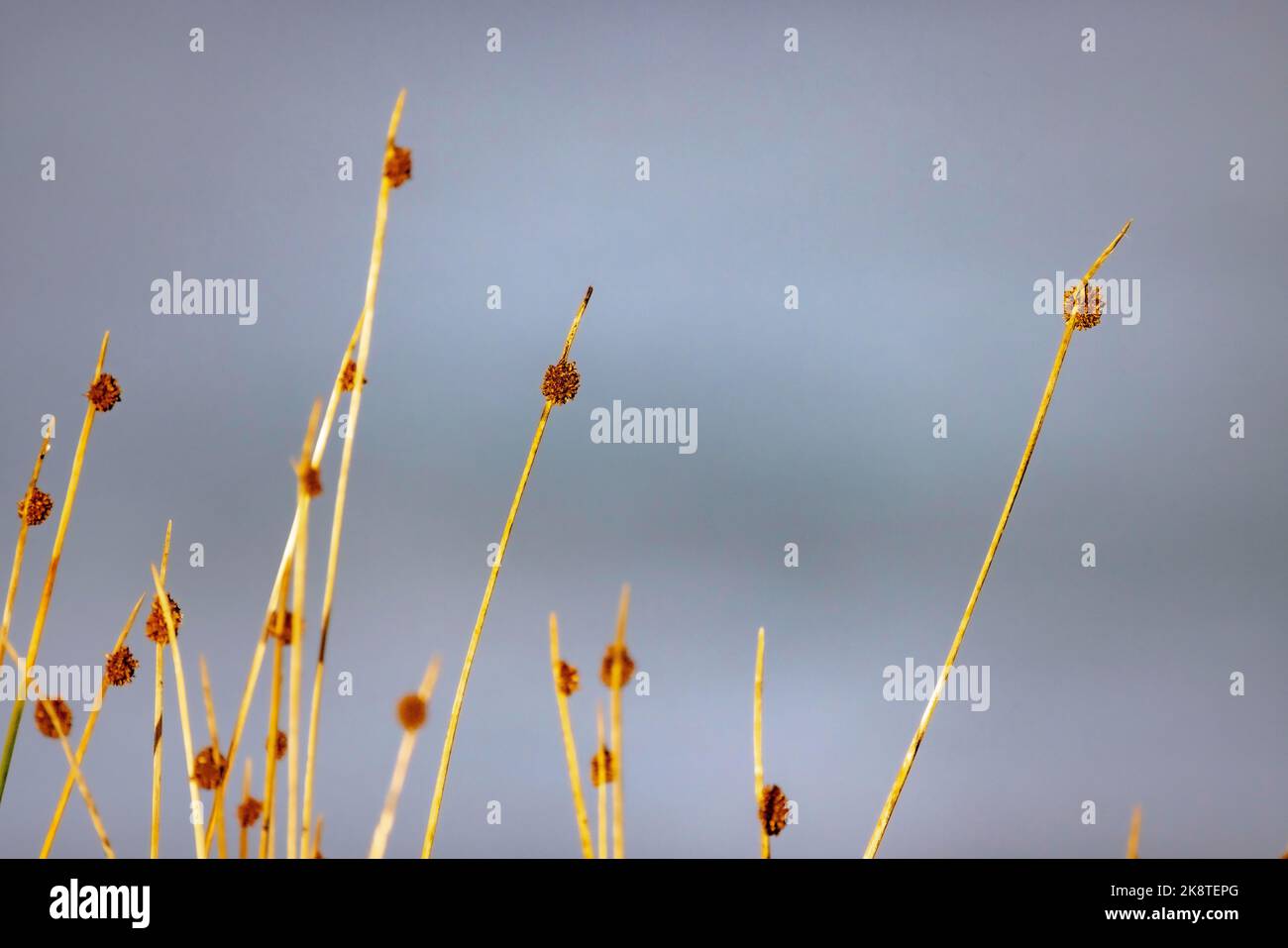 A knotted club-rush plant with a blurry background Stock Photo - Alamy