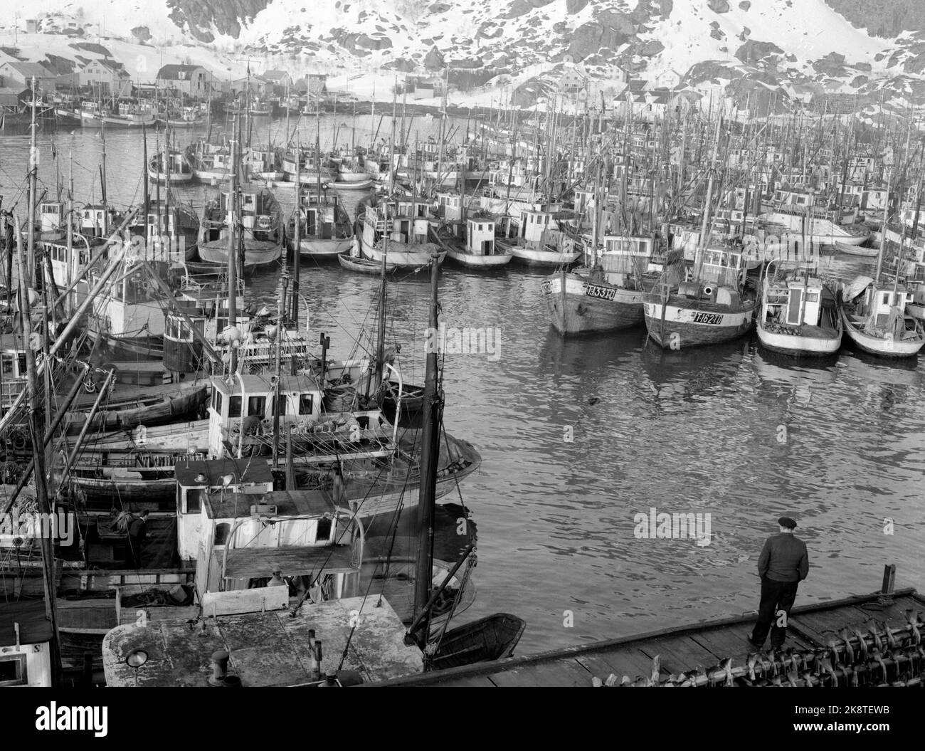 Svolvær March 1956. Lofot fishing for scream / cod in progress. Here ...