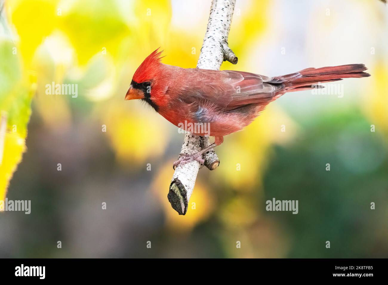 Male northern cardinal among autumn foliage Stock Photo - Alamy