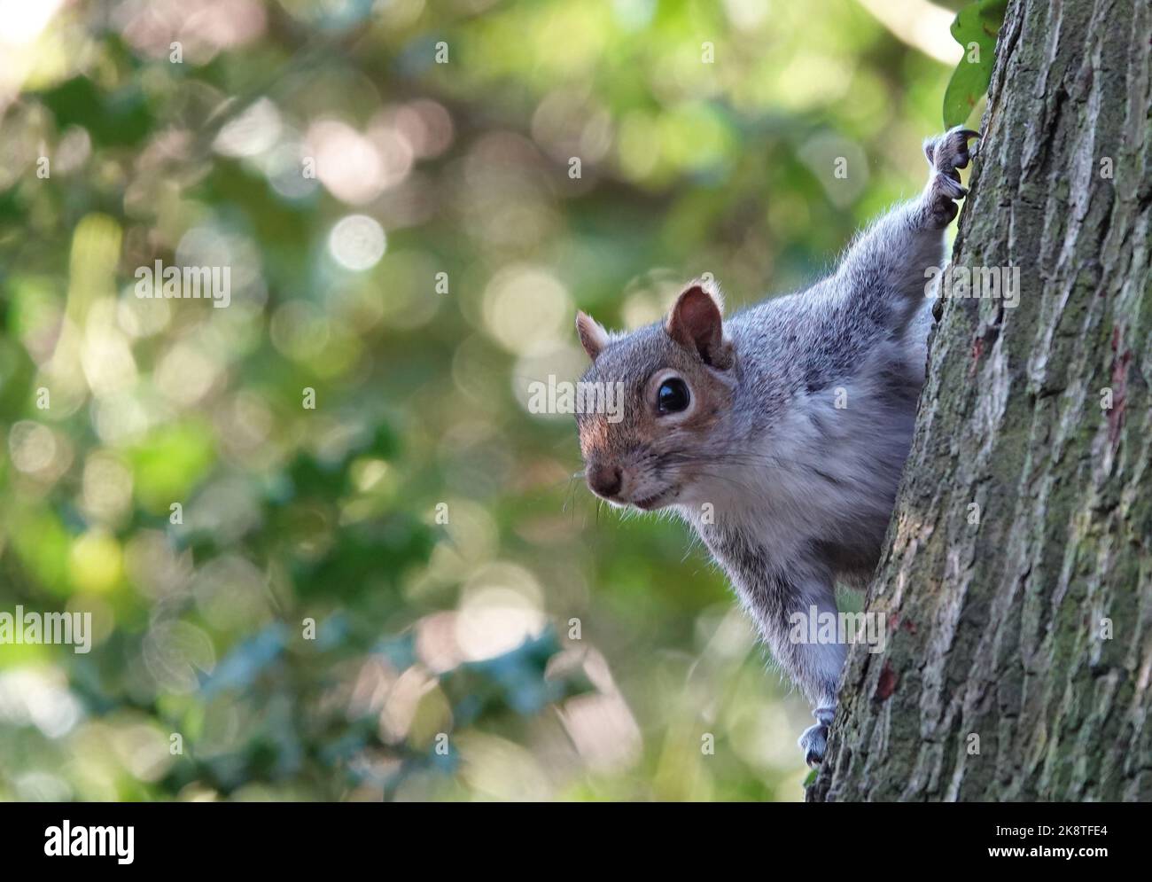 A closeup shot of a fluffy gray squirrel climbing down a tree Stock ...