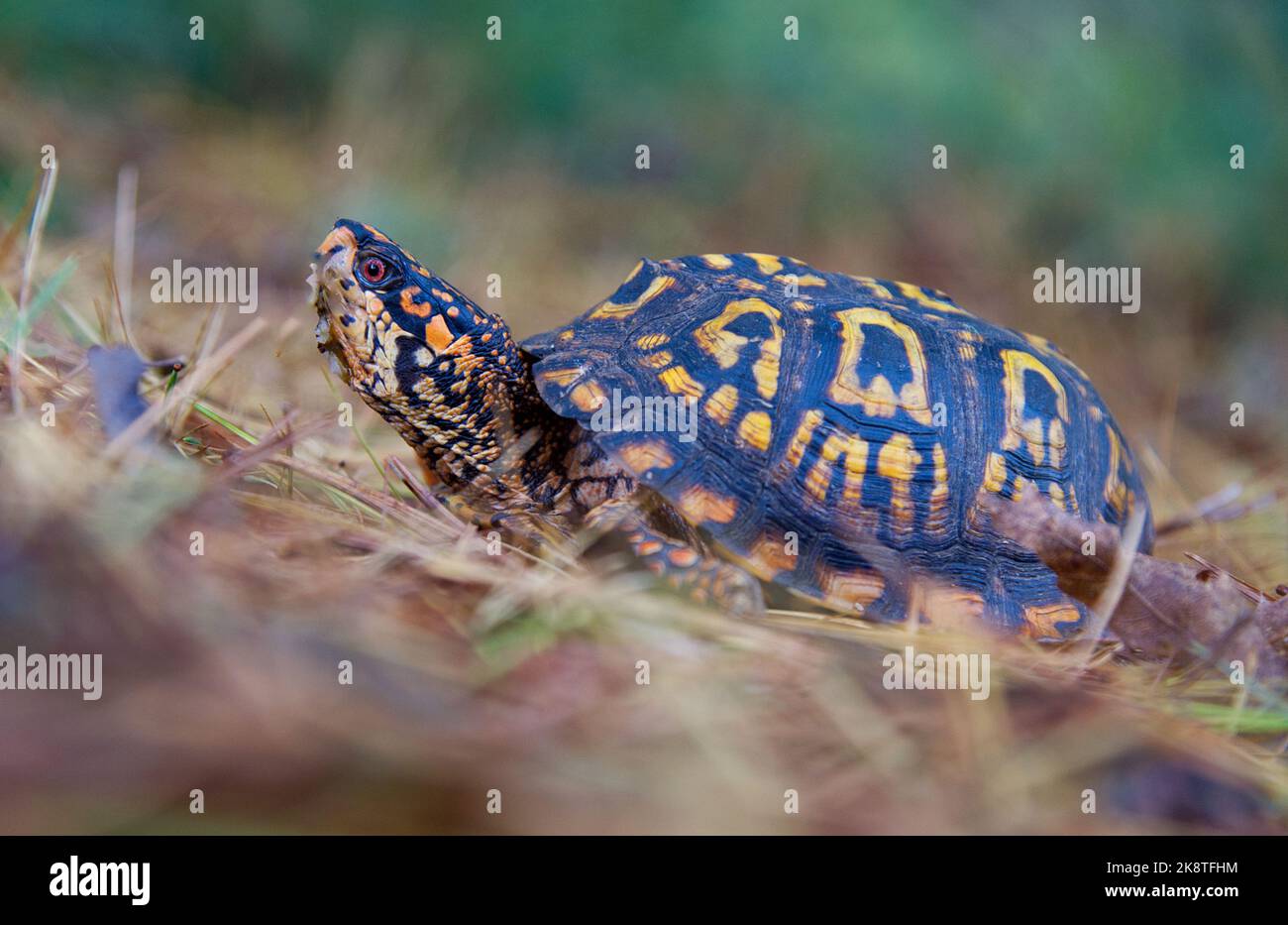 An Eastern Box Turtle (Terrapene Carolina Carolina) makes his way ...