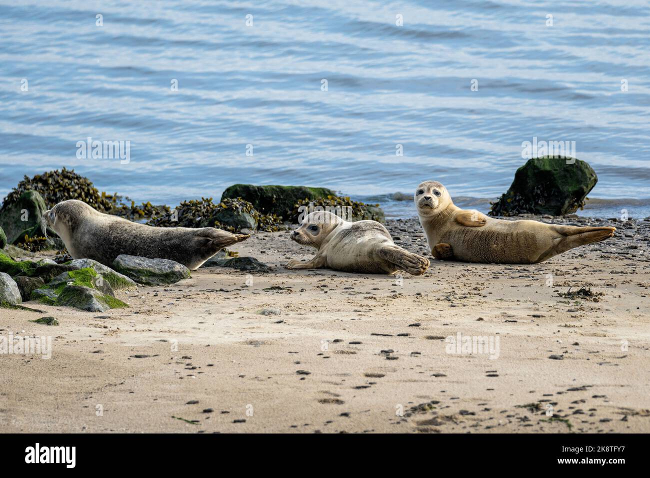 harbor seals in the Ems estuary Stock Photo - Alamy