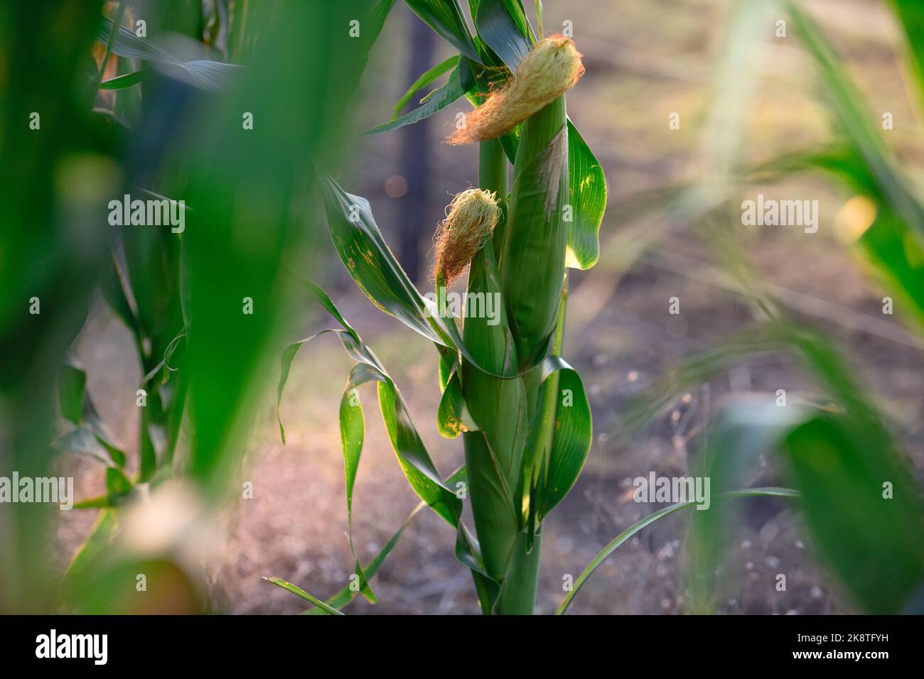 Corn plantation in the Pampean countryside Stock Photo - Alamy