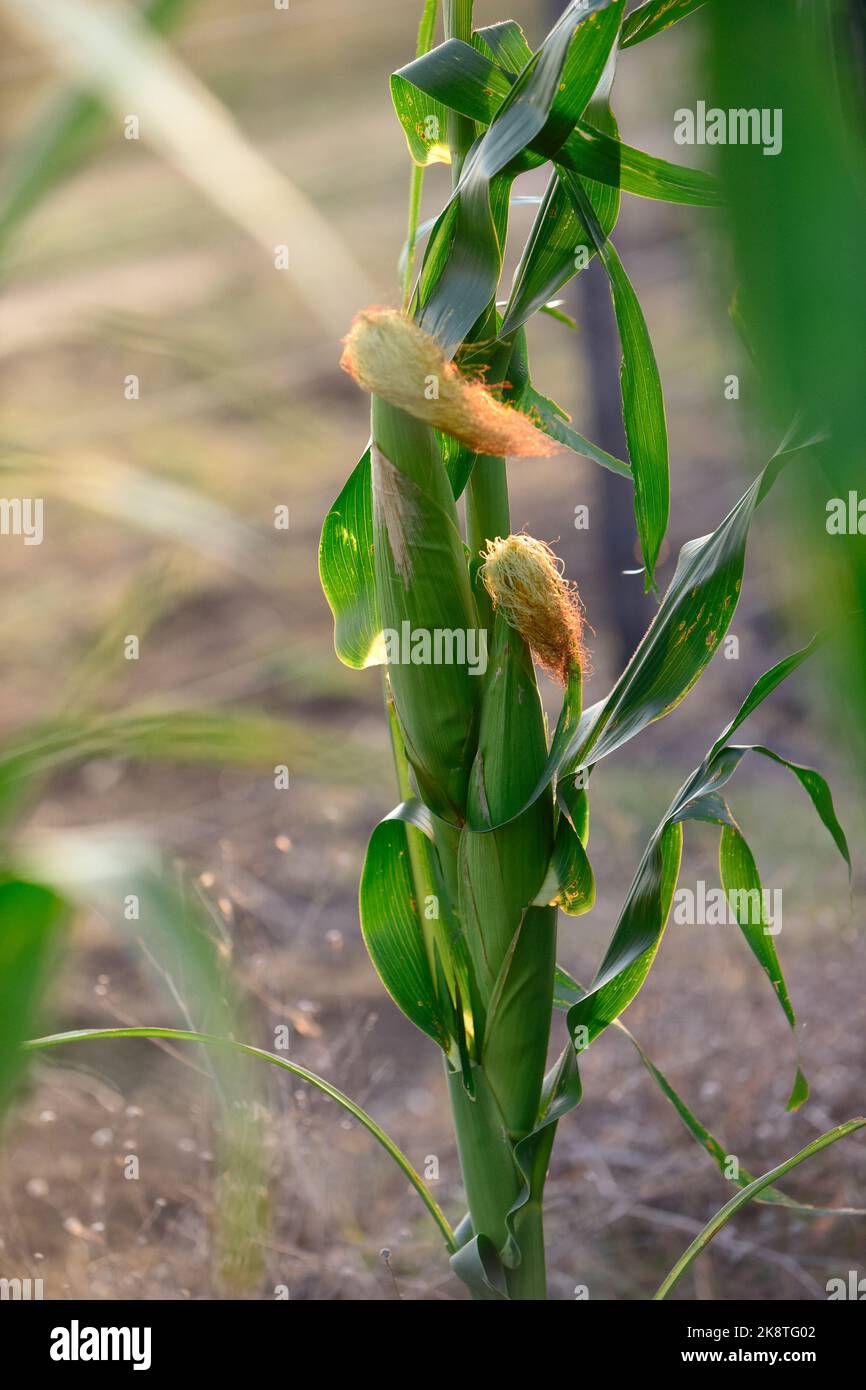 Corn plantation in the Pampean countryside Stock Photo - Alamy
