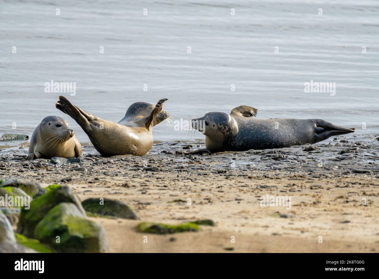 harbor seals in the Ems estuary Stock Photo - Alamy