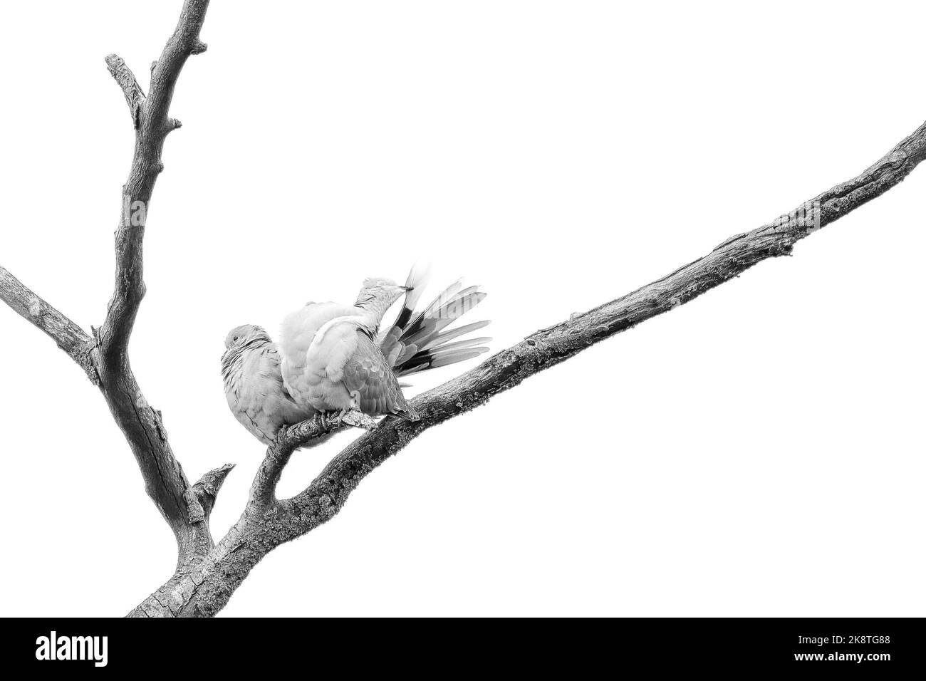 Pair of white doves hi-res stock photography and images - Alamy