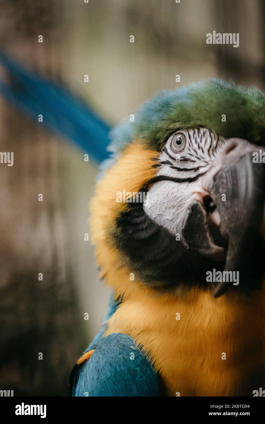 A vertical closeup of a blue and yellow macaw showing eyes and beak ...
