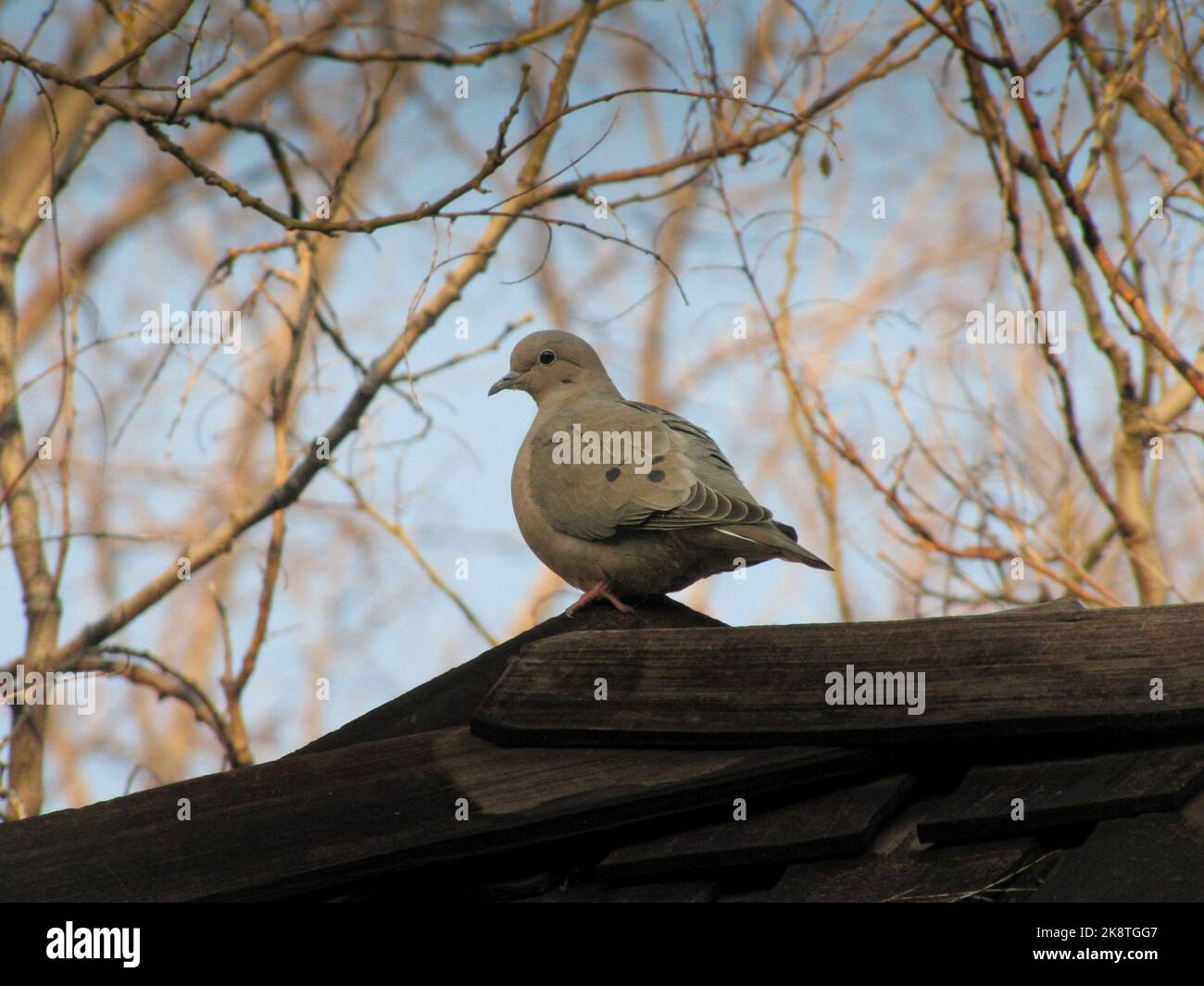 A small Mourning dove, Zenaida macroura on woods Stock Photo - Alamy
