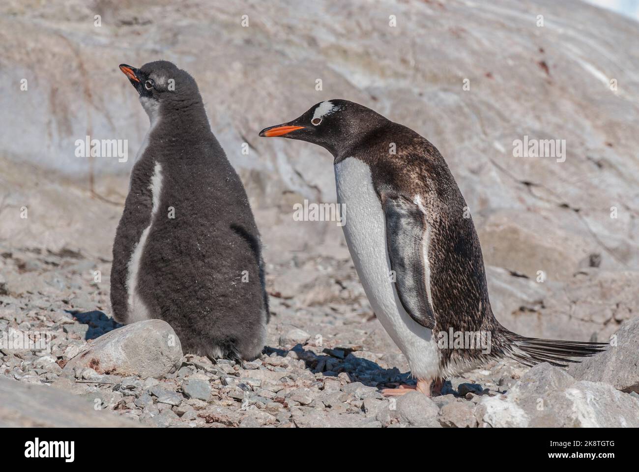Gentoo Penguin on the beach,feeding his chick, Port Lockroy , Goudier ...