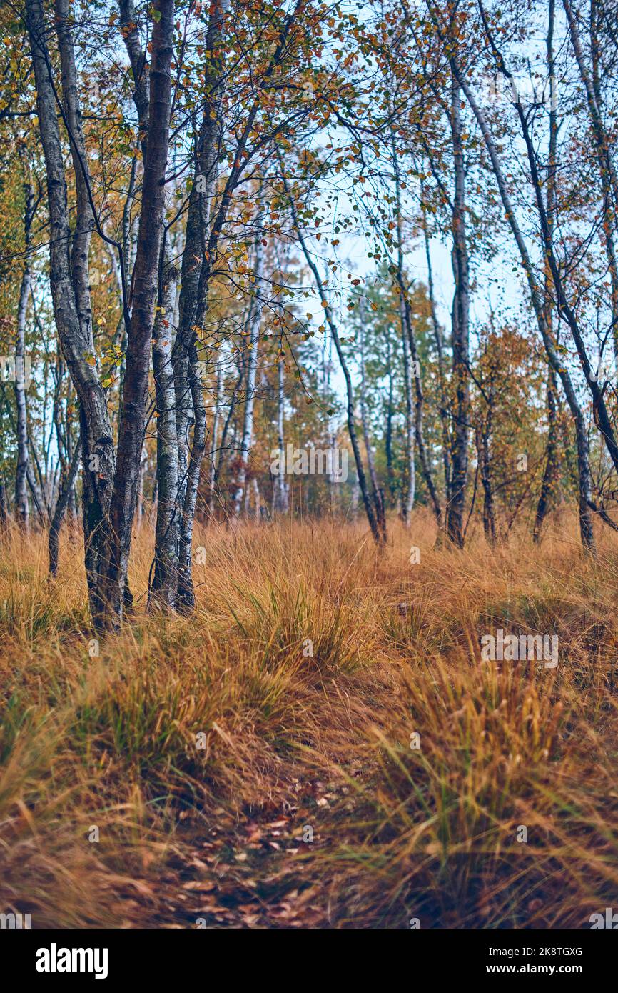 Boggy birch forest in fall. High quality photo Stock Photo - Alamy