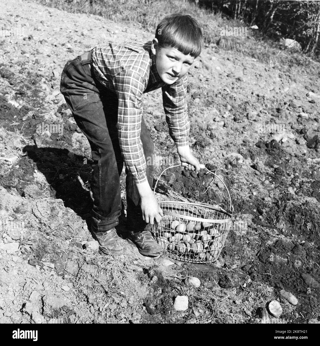 the 1960's. Spring on Vingrom. A little boy helps to put potatoes ...