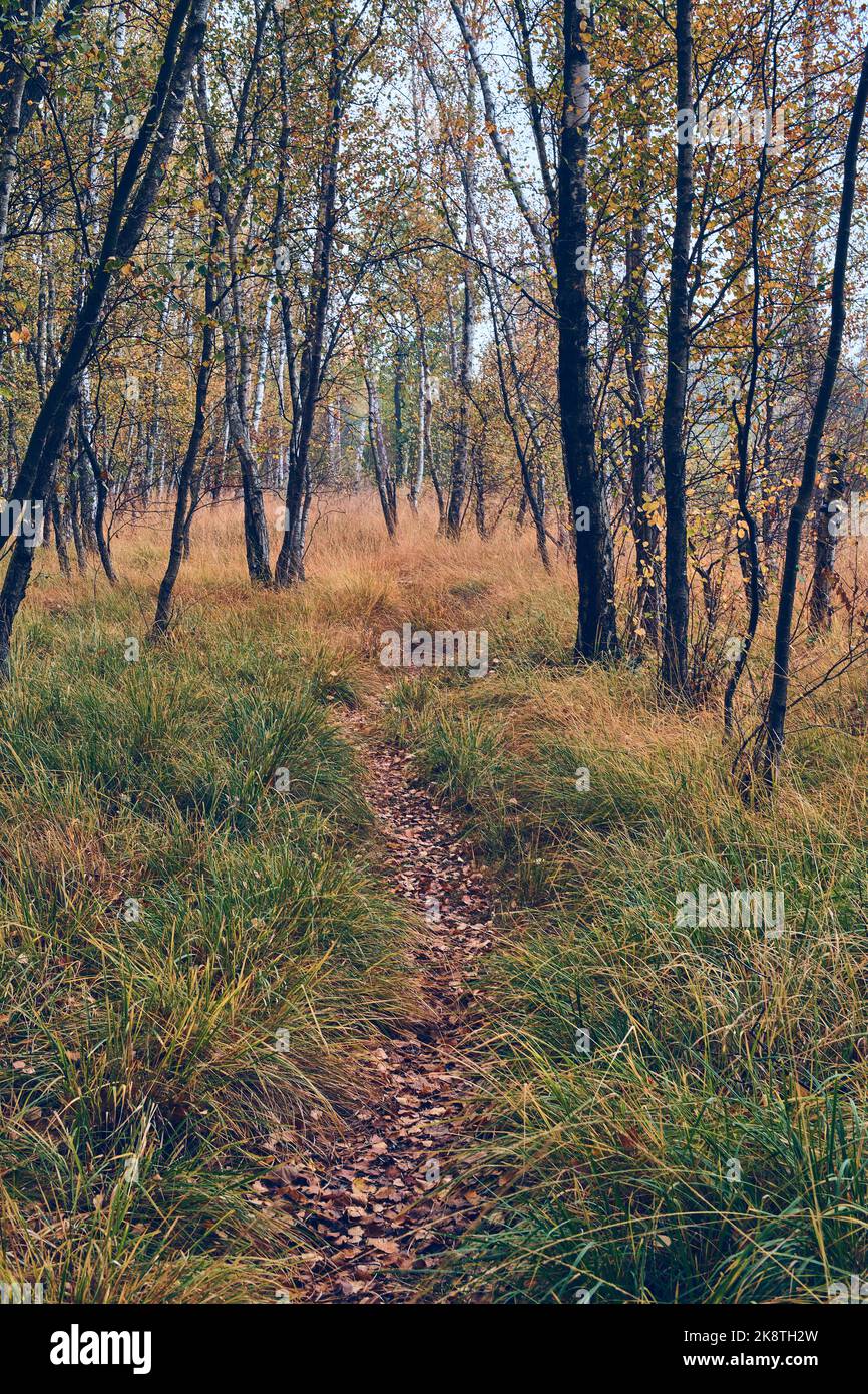 Boggy environment hi-res stock photography and images - Alamy