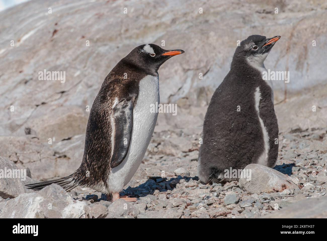 Gentoo Penguin on the beach,feeding his chick, Port Lockroy , Goudier ...