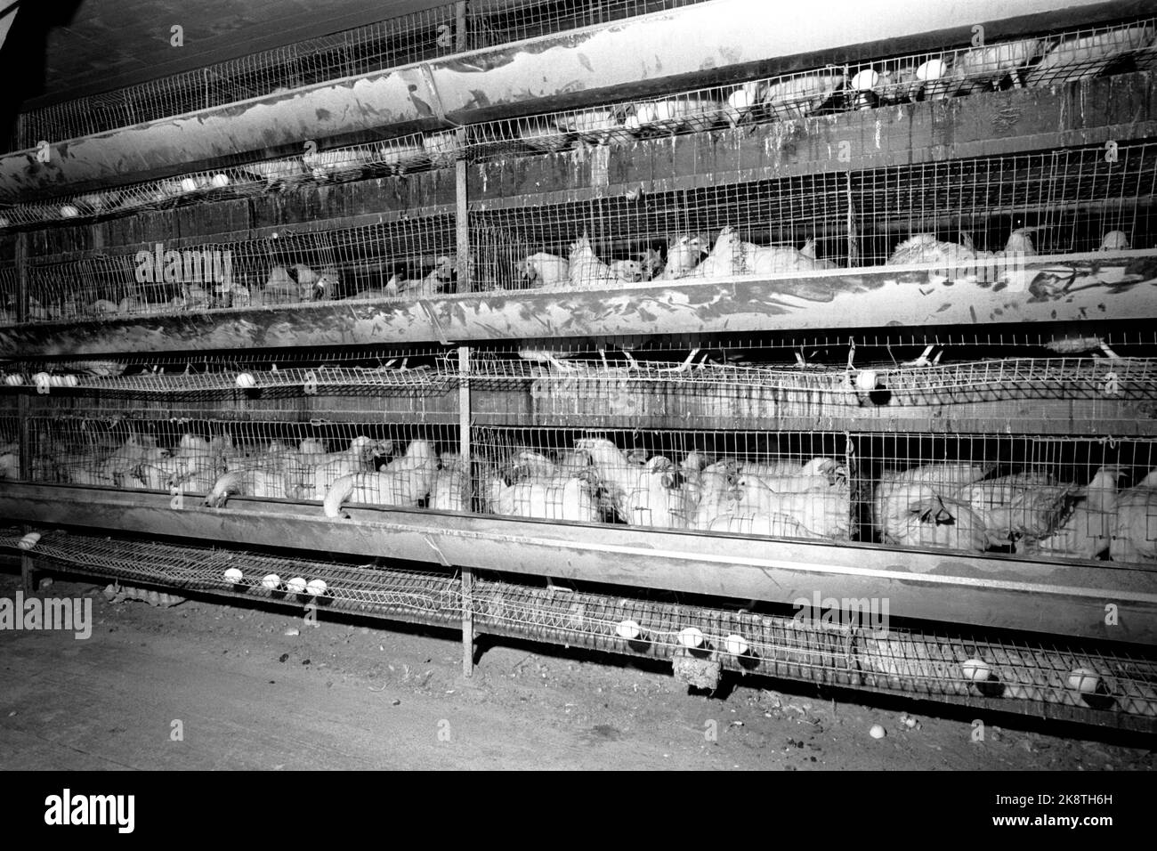 Chicken netting Black and White Stock Photos & Images - Alamy