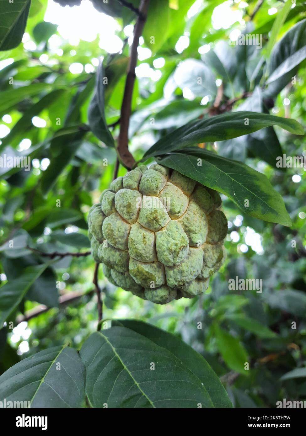 A vertical shot of a Custard Apple fruit hanging on a tree Stock Photo ...