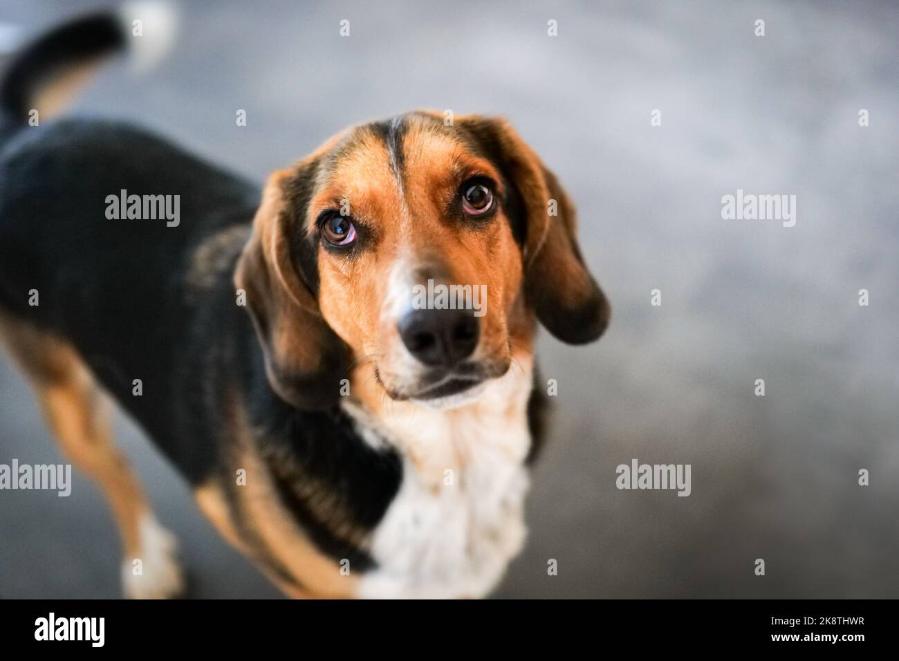 Selective focus on eyes hi-res stock photography and images - Alamy