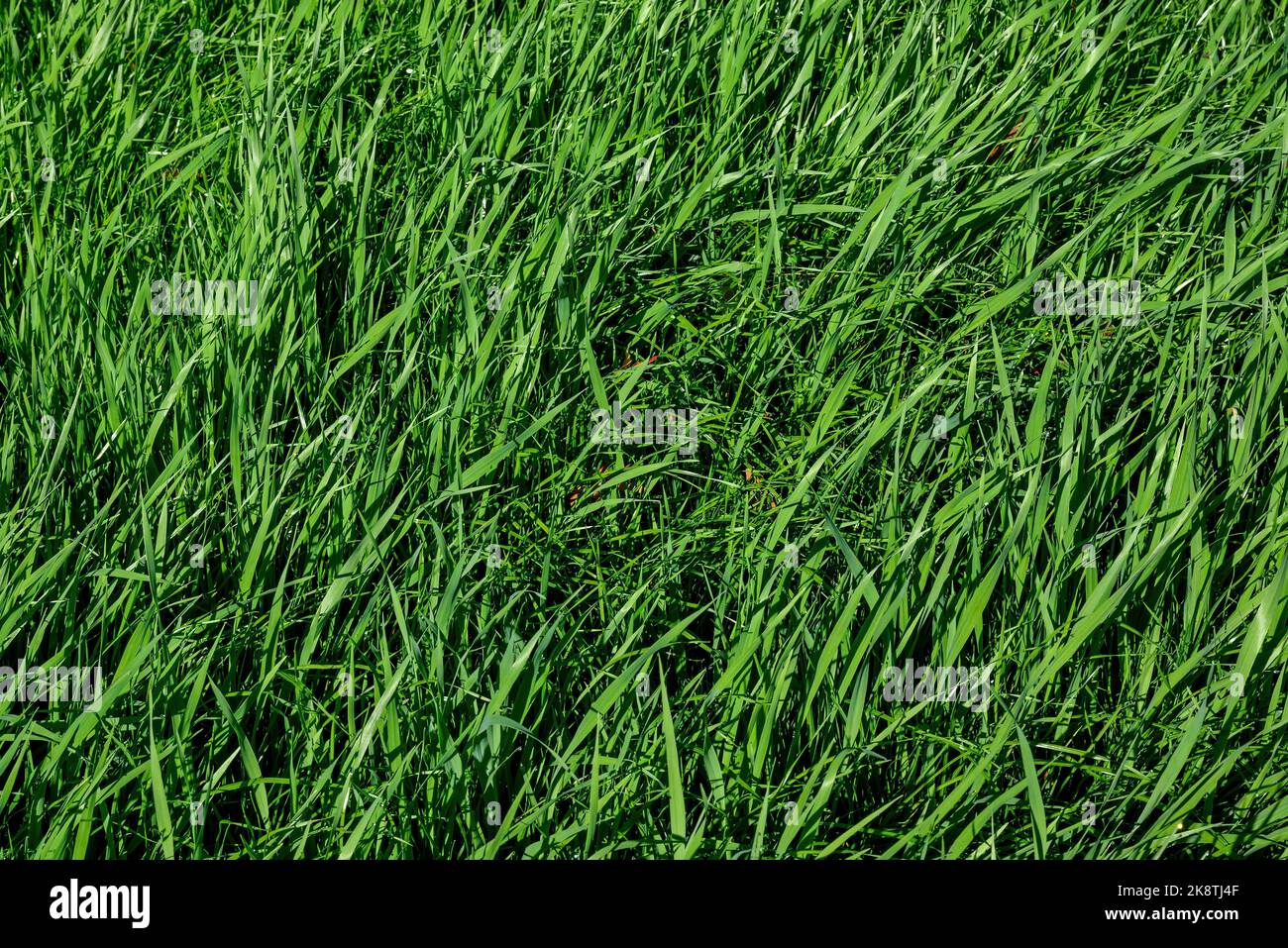 Rye Grass Water Requirements at Caitlyn Tooth blog