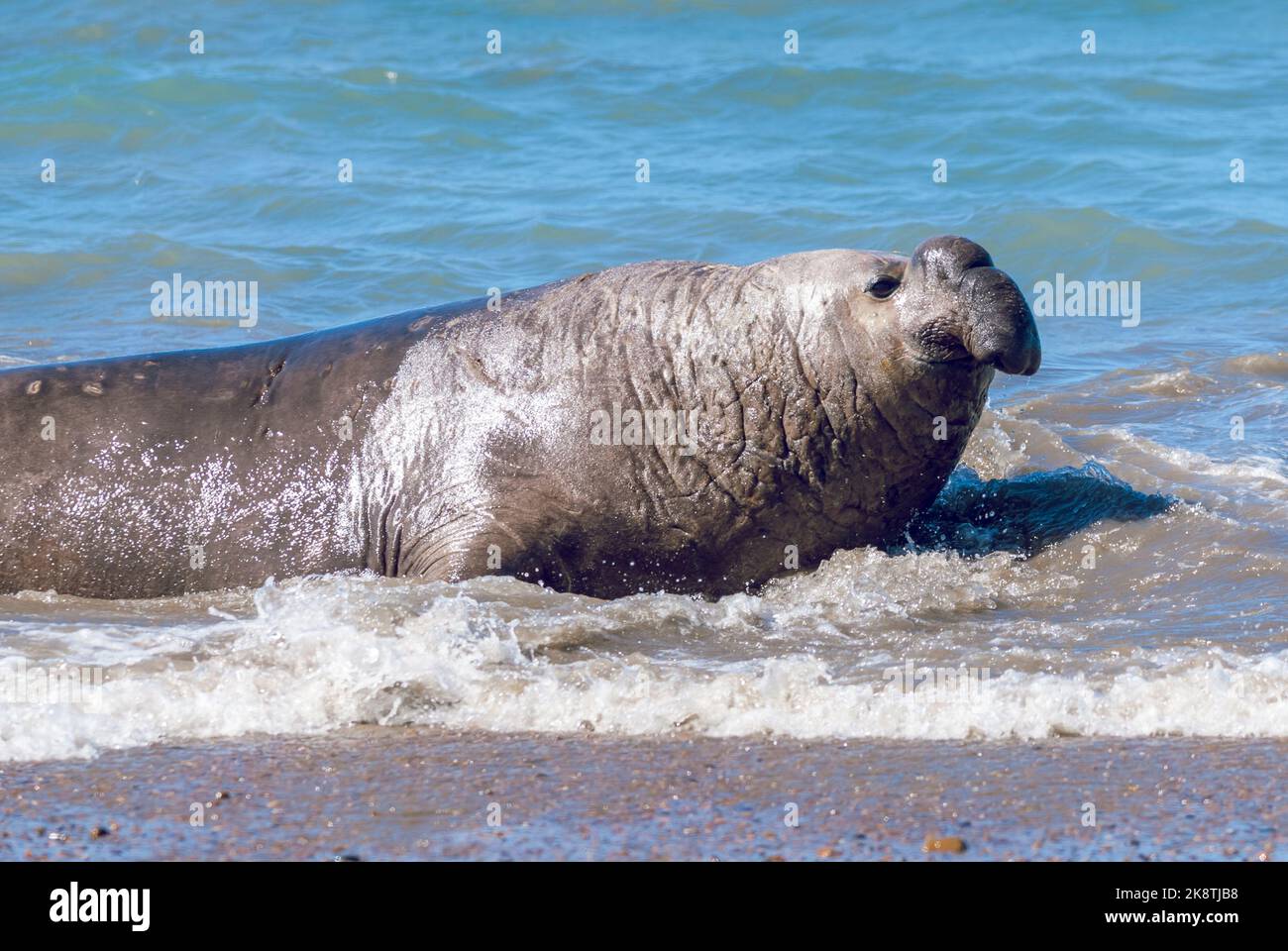 Elephant seal (Mirounga Leonina) , Peninsula Valdes, Unesco World ...