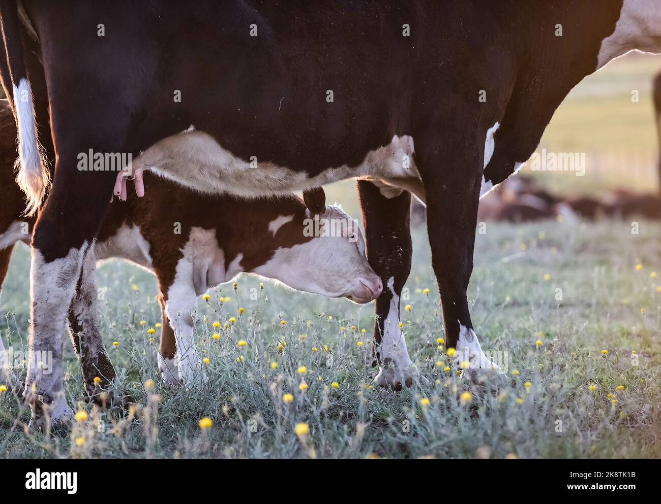 Cow feeding her calf.La Pampa Argentina Stock Photo - Alamy