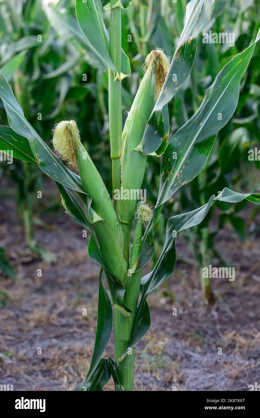 Corn plantation in the Pampean countryside Stock Photo - Alamy