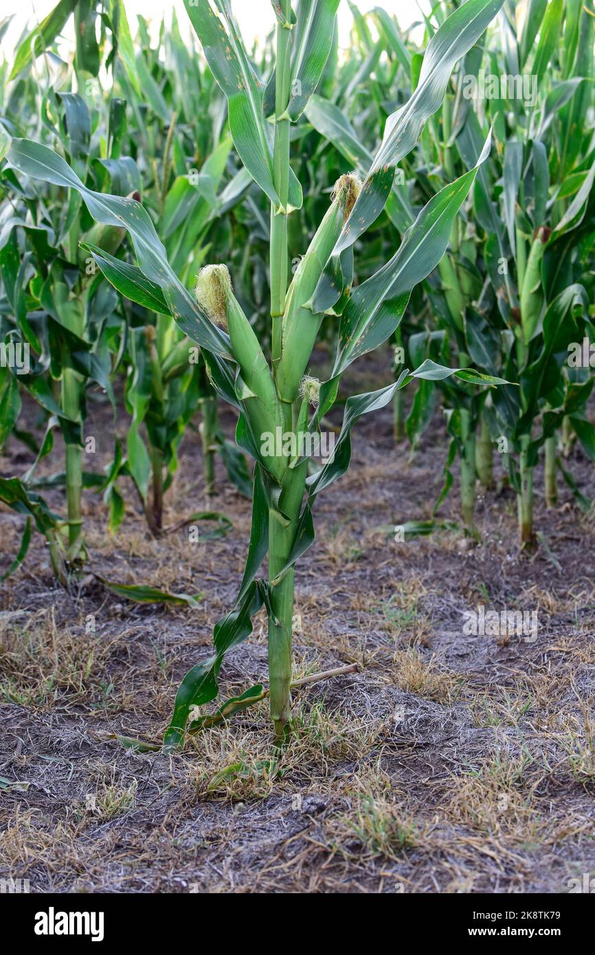Corn plantation in the Pampean countryside Stock Photo - Alamy