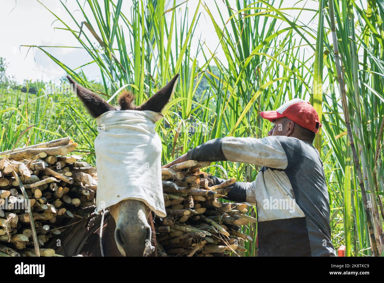colombian farmer loading a mule with sugar cane, in the middle of a ...