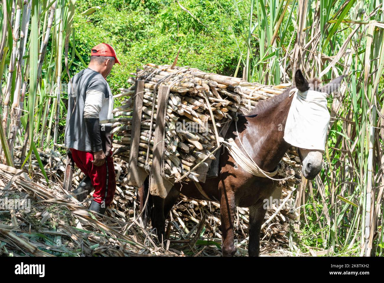 Colombian farmer with his mule loaded with sugar cane, ready and ...