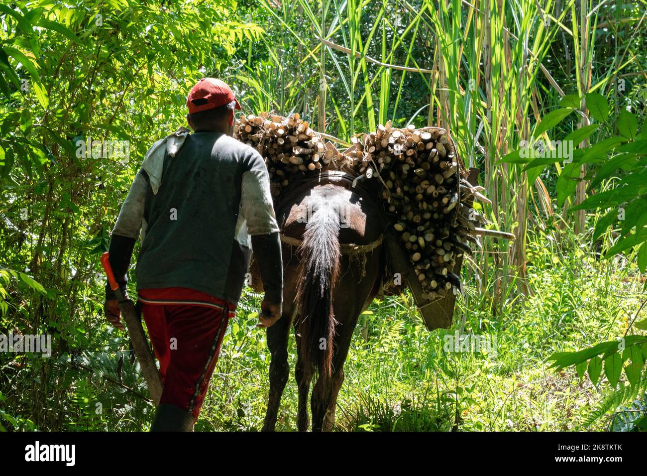peasant mule driver follows his mule loaded with sugar cane along a ...