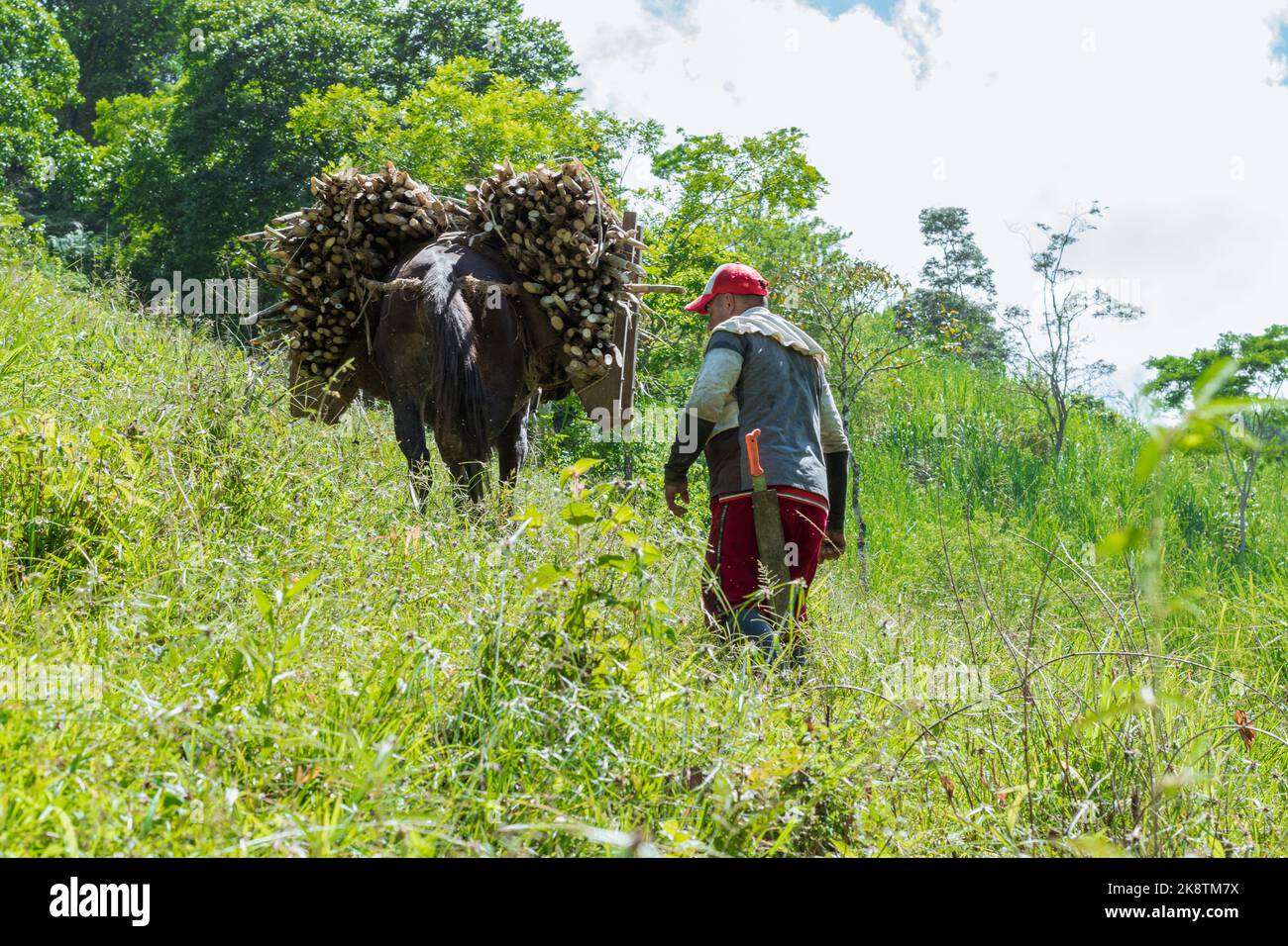 peasant muleteer carrying his mule loaded with sugar cane, along a ...