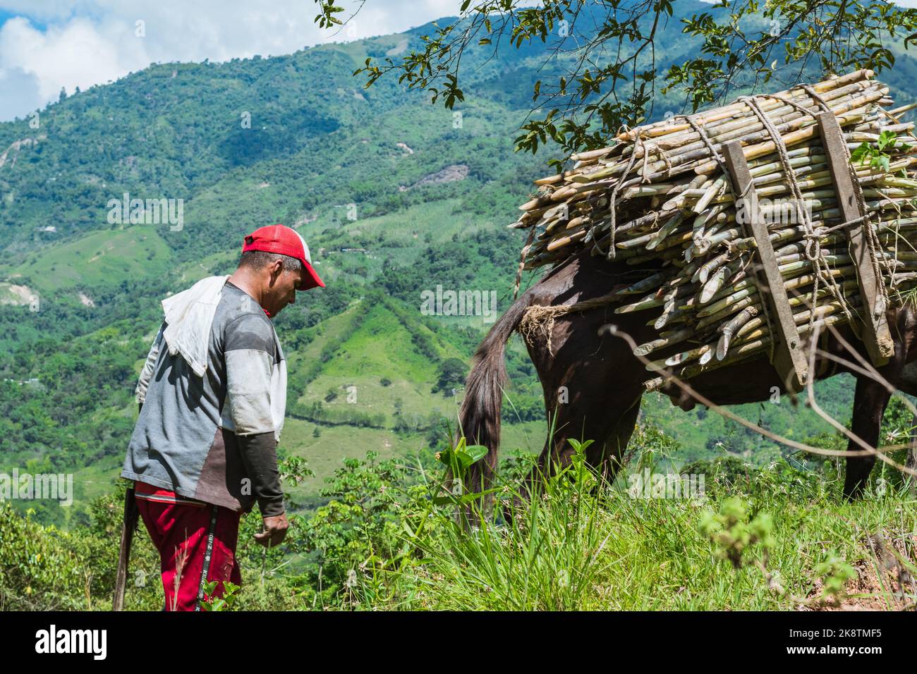 colombian muleteer on top of a mountain carrying a load of sugar cane ...