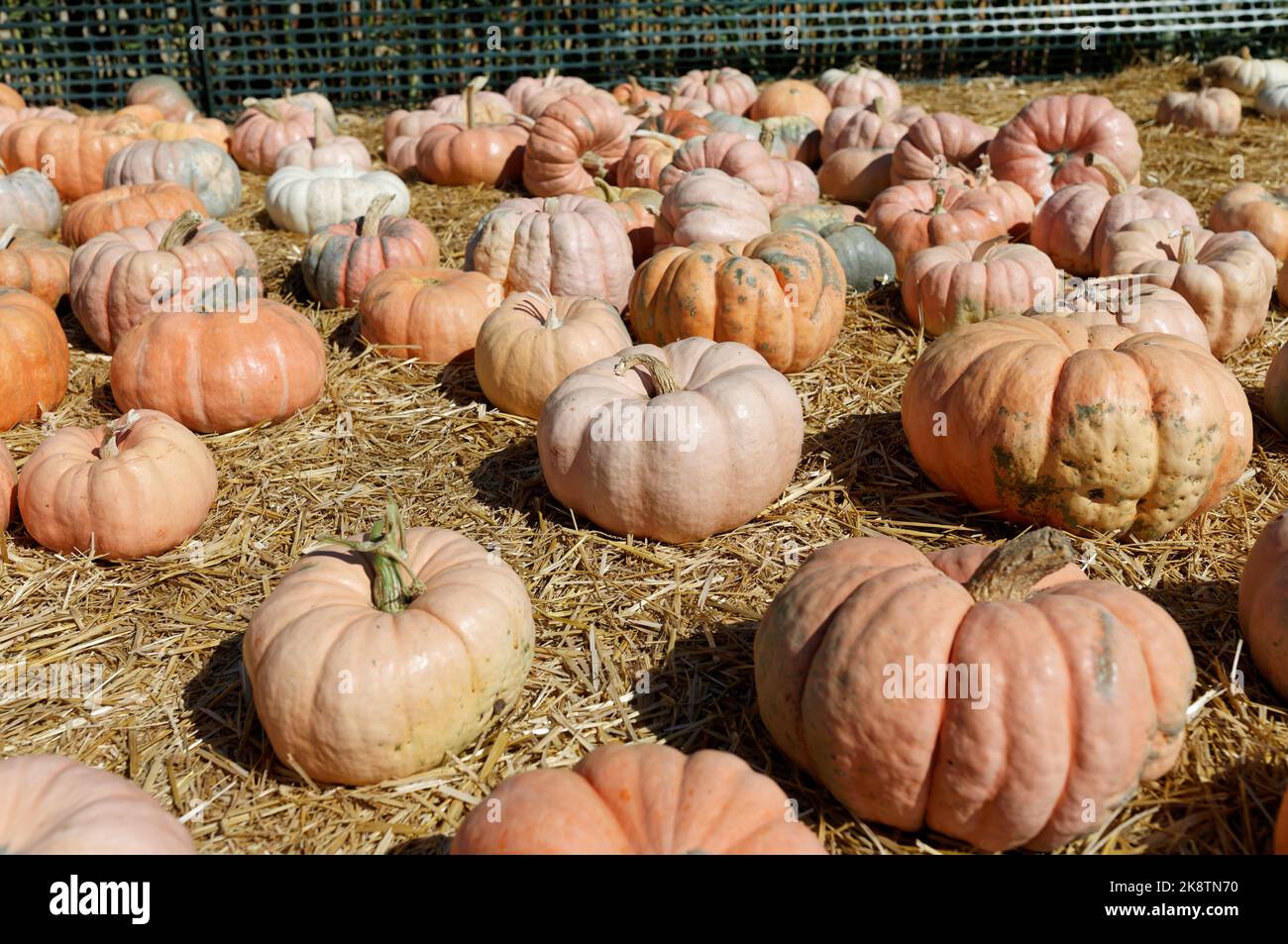 Farm Fall Festival pumpkins Stock Photo - Alamy