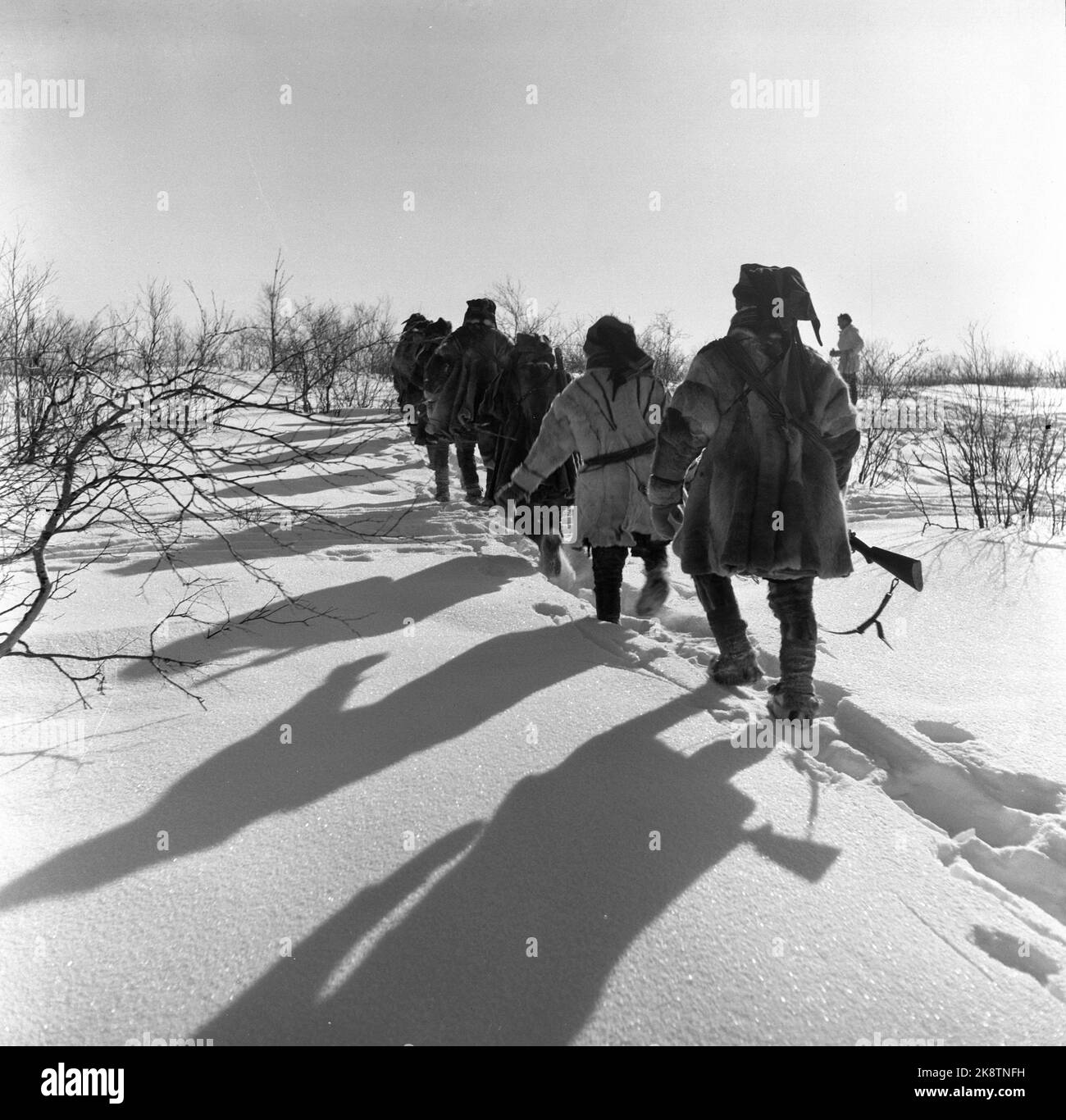 Finnmark 1952. Sami home defense soldiers on reindeer patrol exercise ...