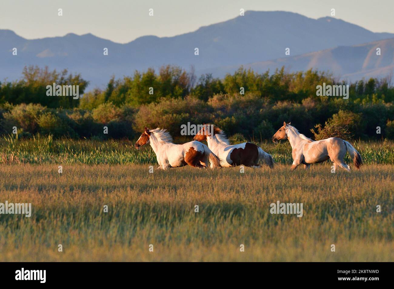 Running Wild Horses Stock Photo - Alamy