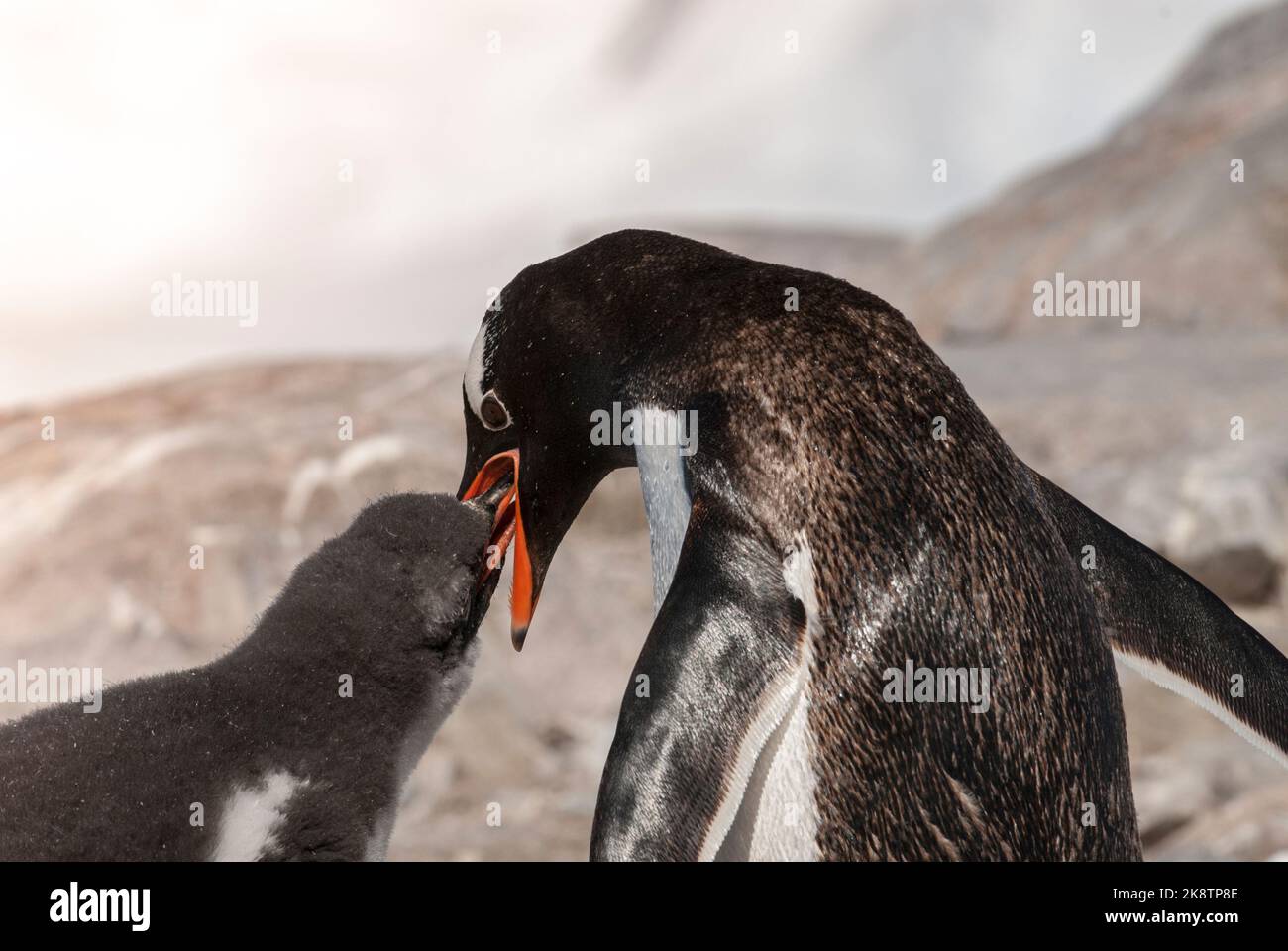 Gentoo Penguin on the beach,feeding his chick, Port Lockroy , Goudier ...