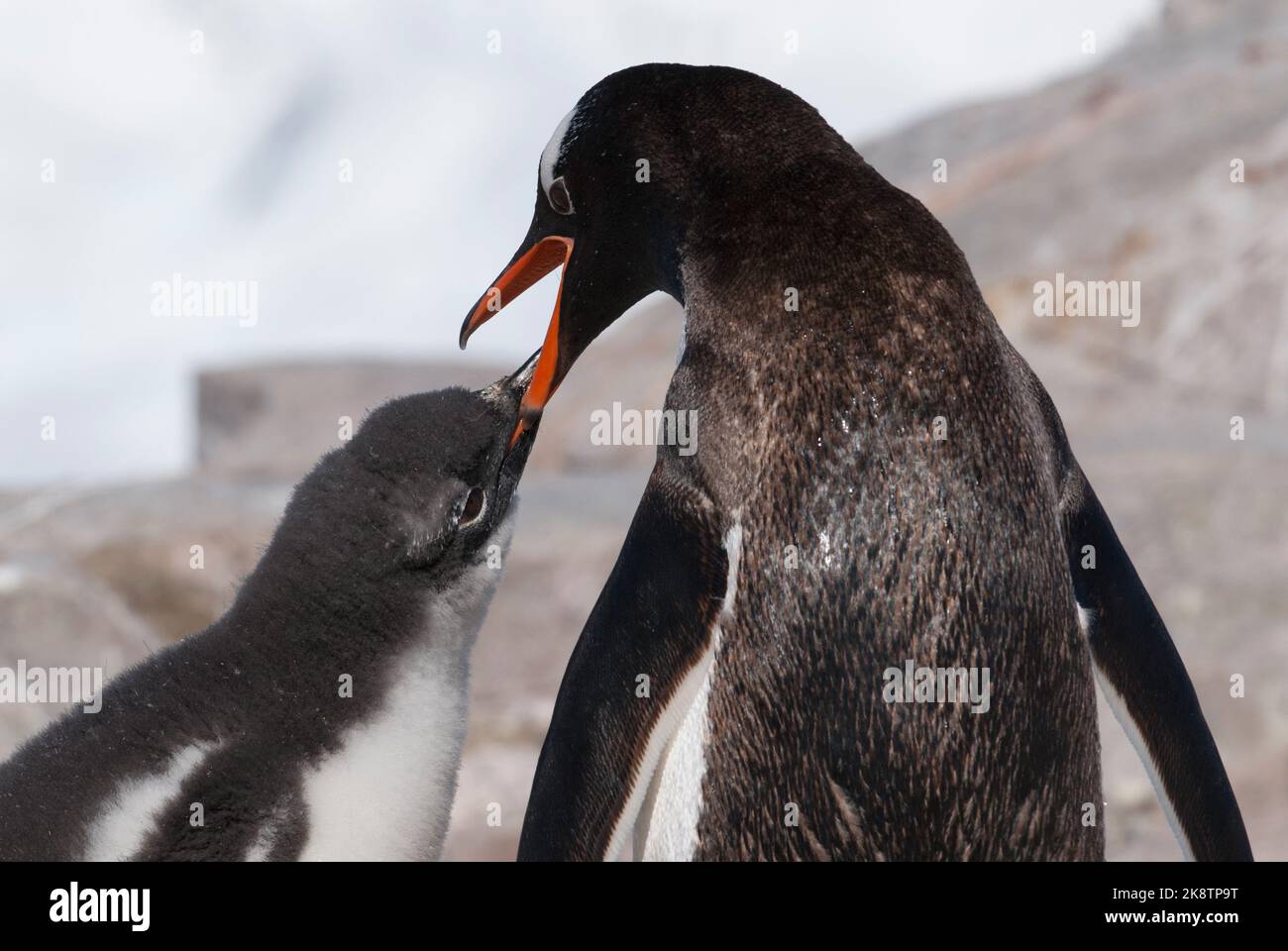 Gentoo Penguin on the beach,feeding his chick, Port Lockroy , Goudier ...