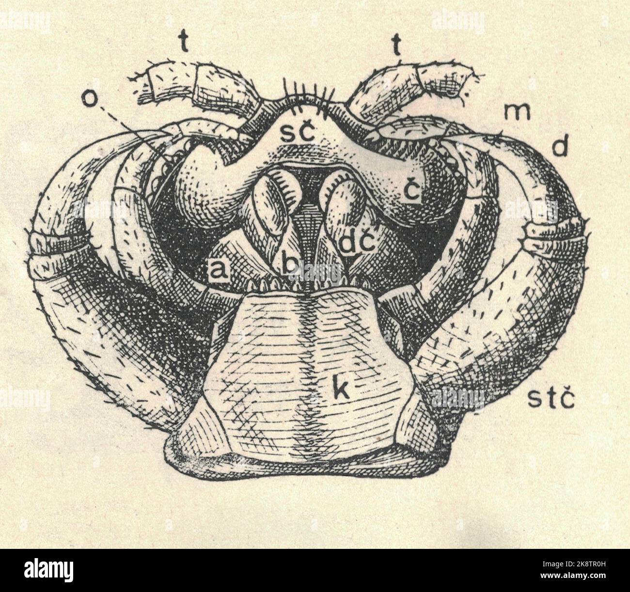 Antique engraved illustration of the brown centipede head. Extremely ...
