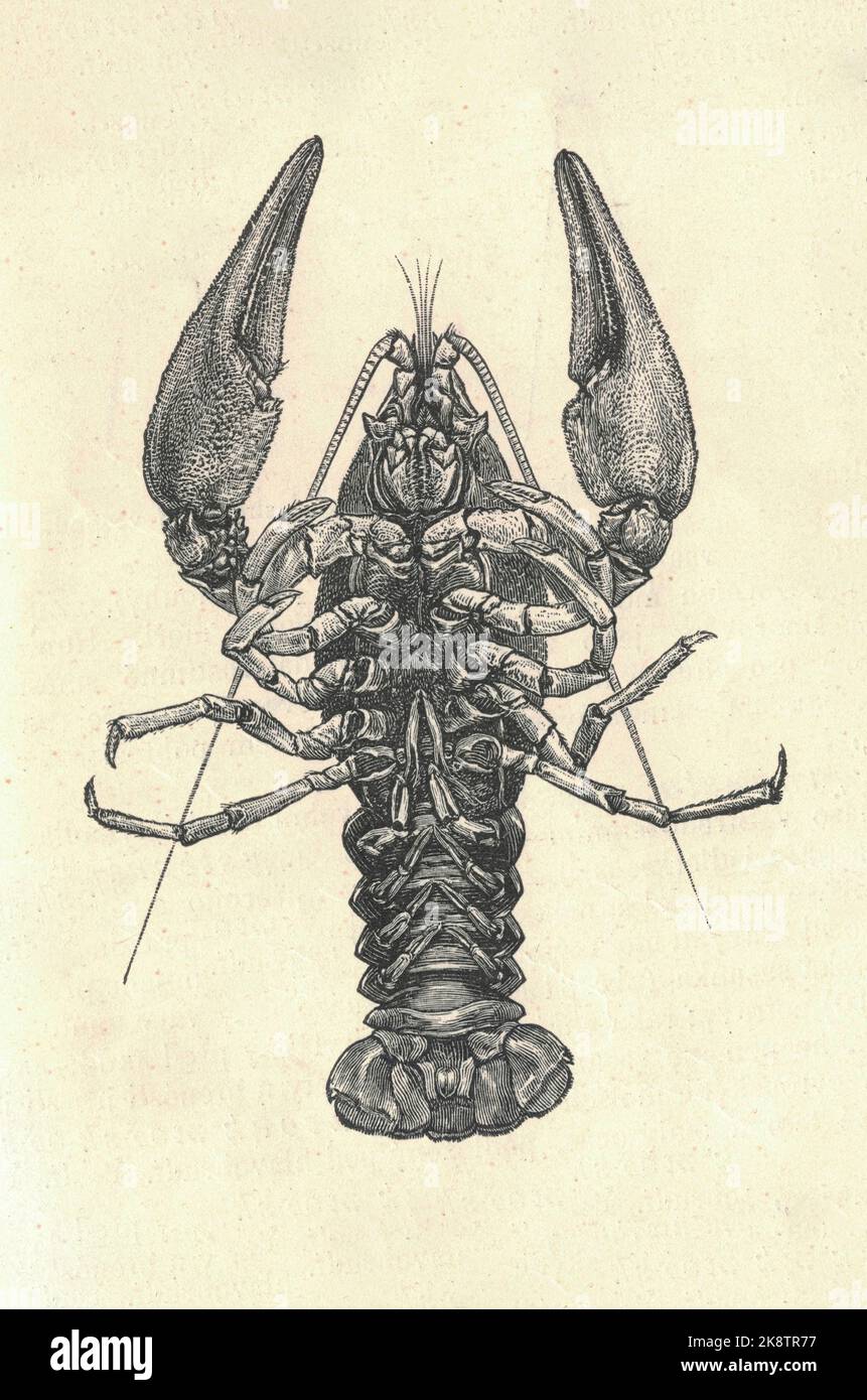 Antique engraved illustration of the crayfish. Downside of crayfish ...