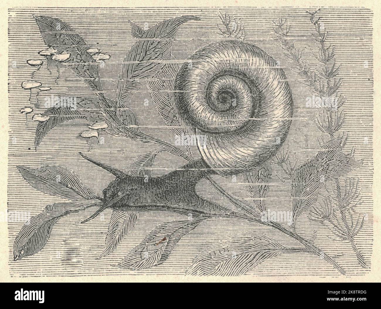 Antique engraved illustration of the great ramshorn. Vintage ...