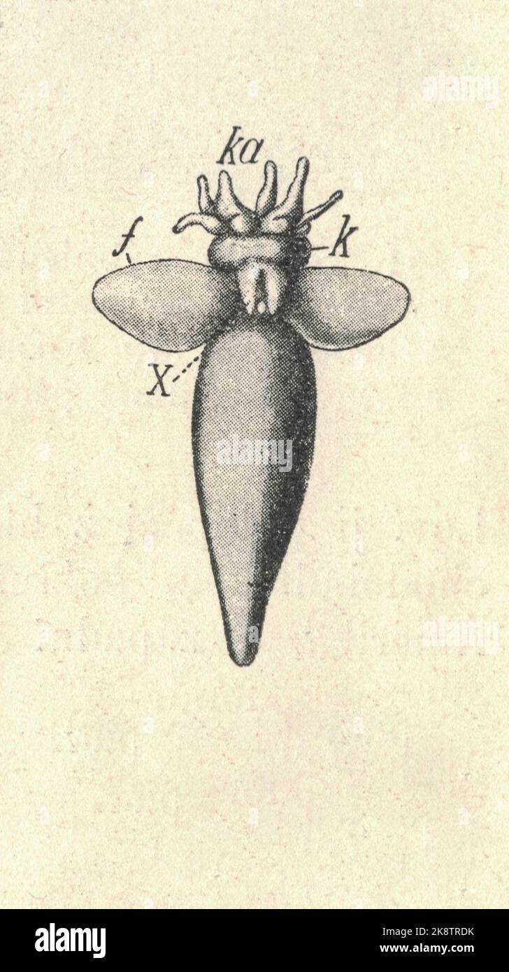 Antique engraved illustration of Clio borealis. Vintage illustration of ...