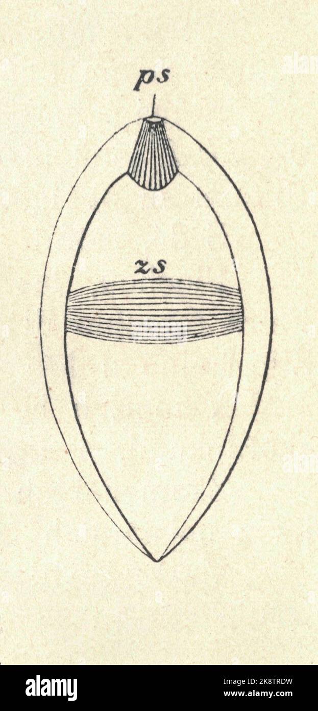 Antique engraved illustration of the swan mussel. Vintage illustration ...