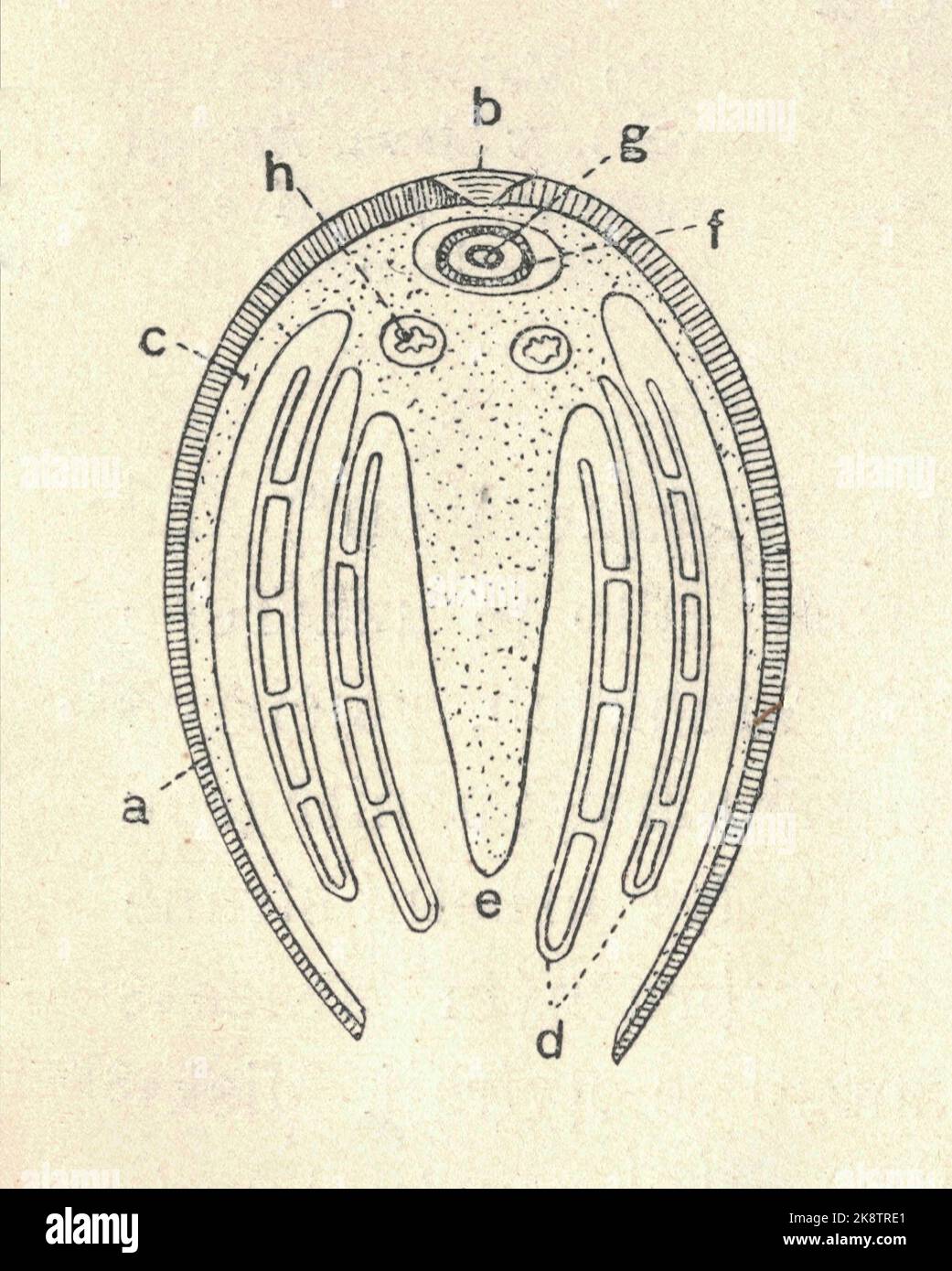 Antique engraved illustration of the swan mussel. Vintage illustration ...