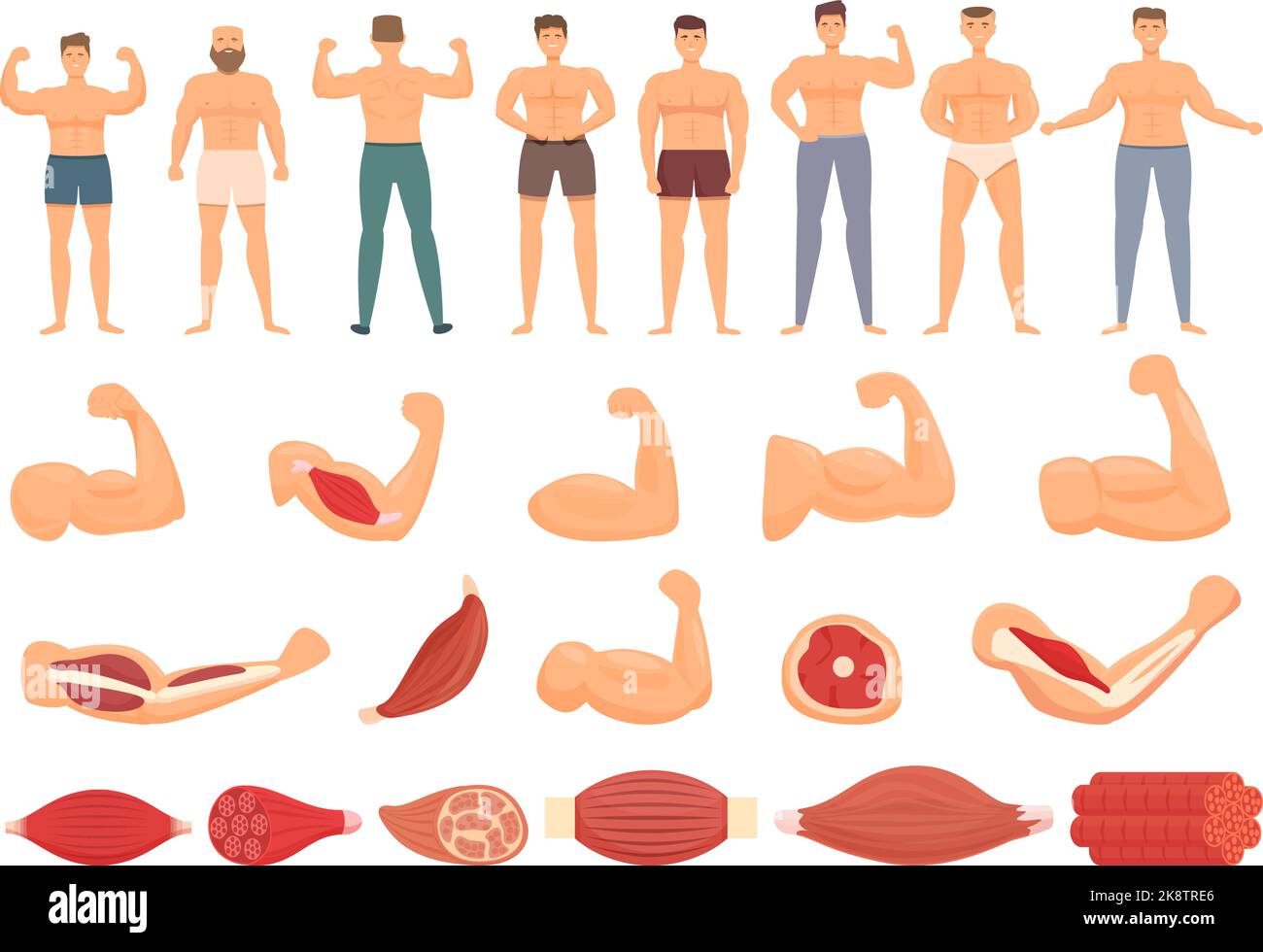 Muscle icons set cartoon vector. Fiber tissue. Muscular body Stock Vector Image & Art - Alamy