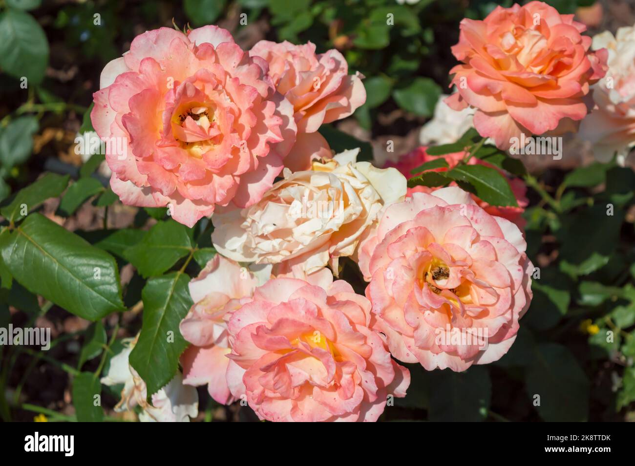 The fairest cape rose hi-res stock photography and images - Alamy