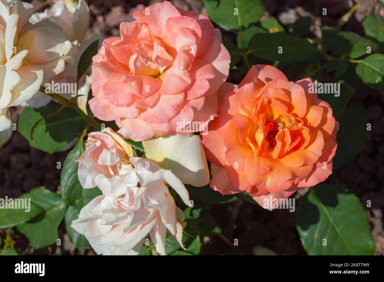 Rose Fairest Cape Pink orange white roses in the park garden Stock ...