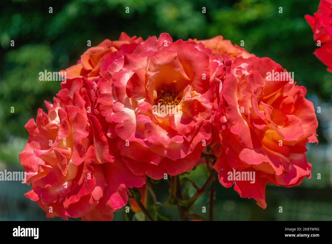 Rose Fairest Cape Orange red roses in the park garden Stock Photo - Alamy