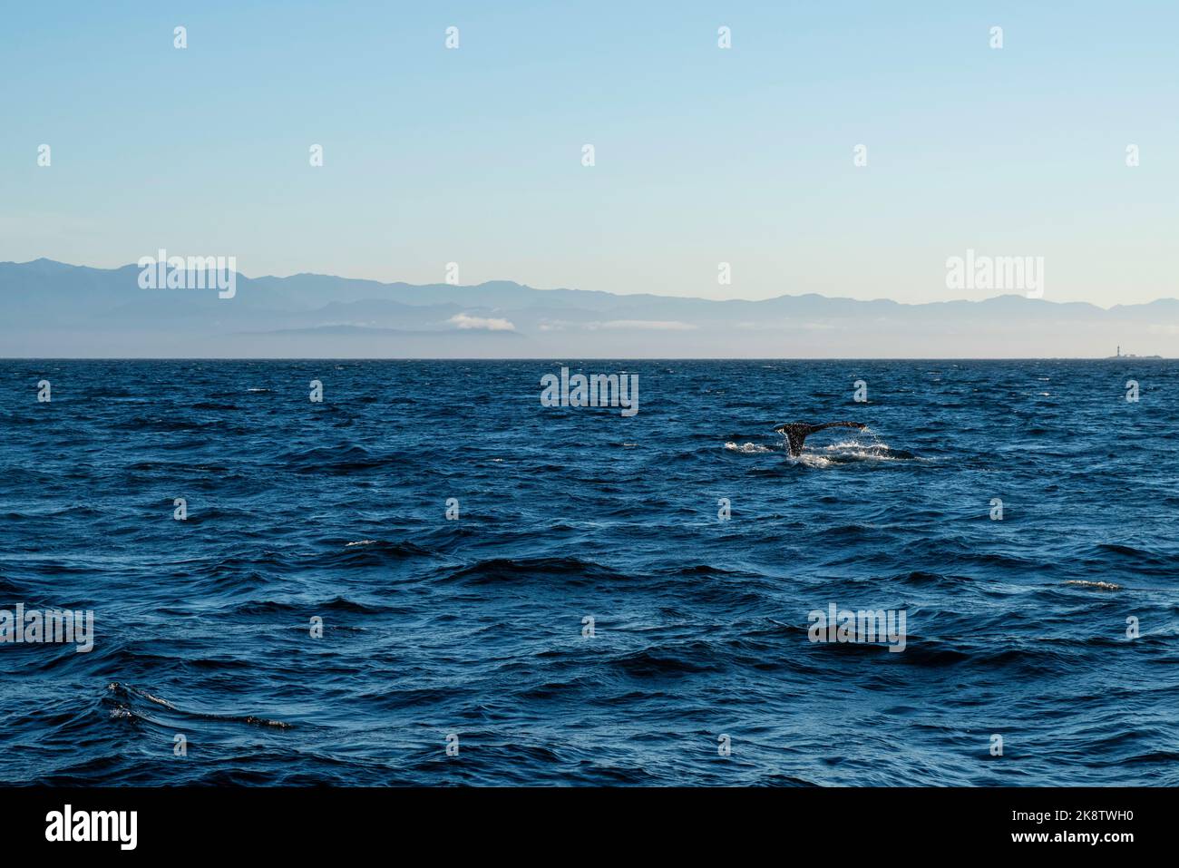 A whale's fluke is all that you see as it dives from the surface ...