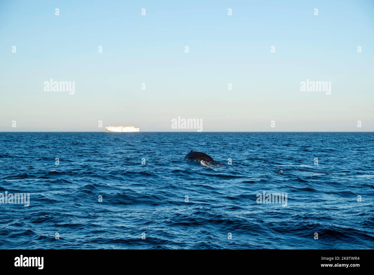 A whale's back and dorsal fin is all that you see as it dives from the ...